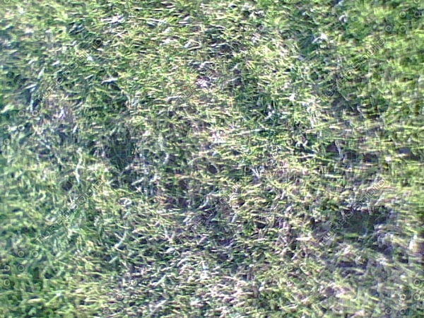 Texture Windows Bitmap Grass Green Ground