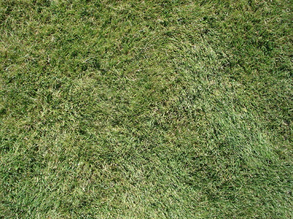 Texture JPEG Grass lawn yard