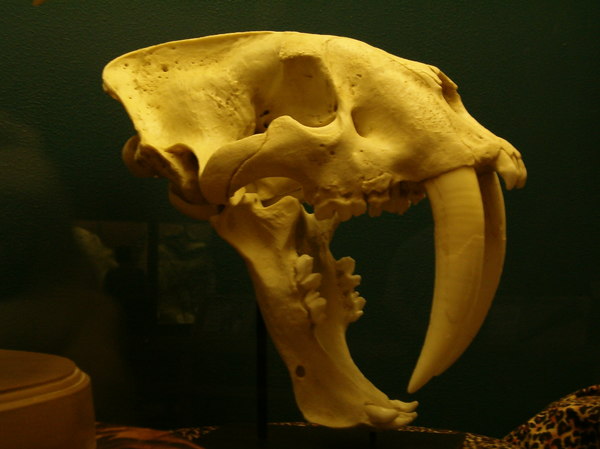 Stock JPEG saber tooth toothed