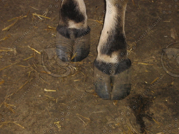 Stock JPEG Cow Hoof