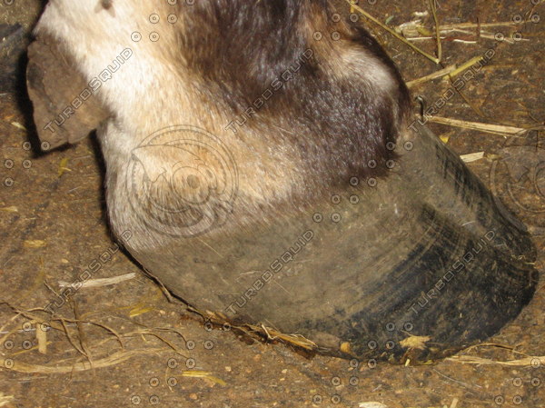 Stock JPEG Cow Hoof