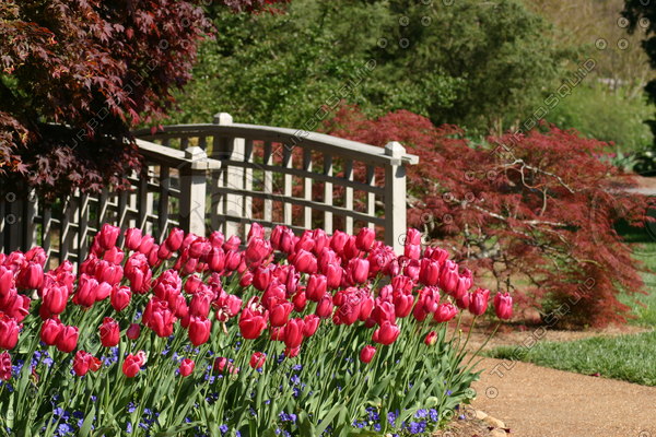 Stock JPEG flowers