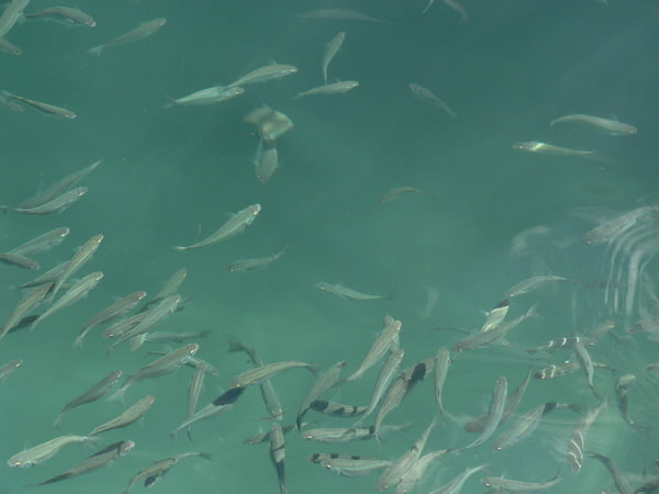 Texture JPEG fish water aquarium