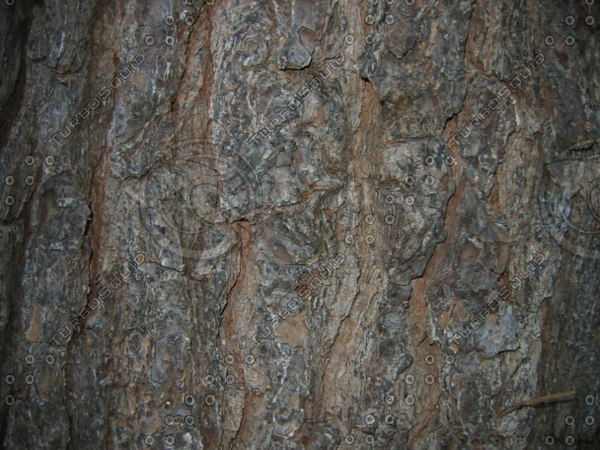 Texture JPEG bark nature tree