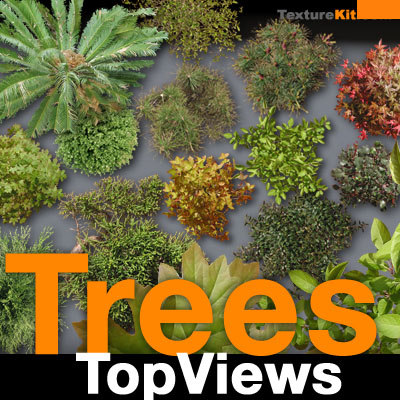 Texture PNG tree top view