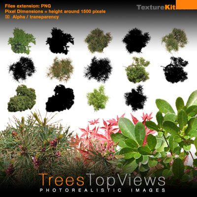 Texture PNG tree top view