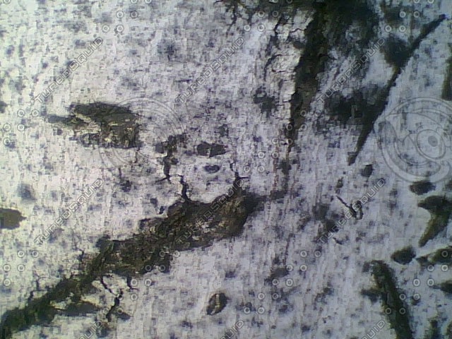 Texture Windows Bitmap Bark Tree Forest