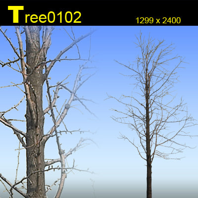 Texture Photoshop tree plant
