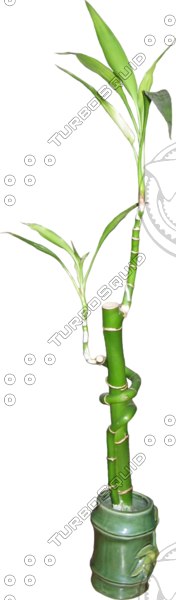 Stock Photoshop tropical plant bamboo
