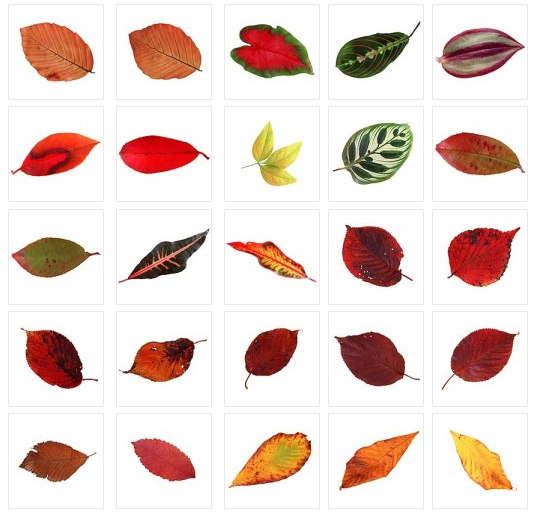 Texture JPEG leaf textures plant