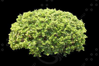 Texture TIFF bush shrub landscape