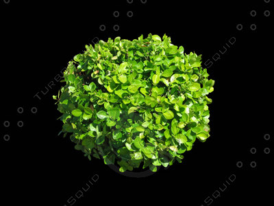 Texture TIFF shrub bush landscape