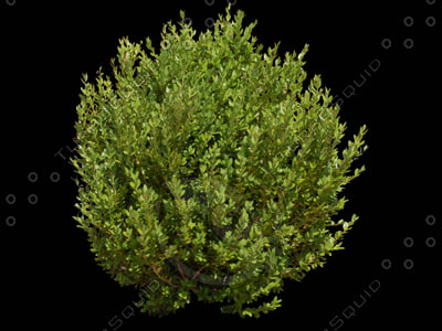 Texture Other shrub bush landscape