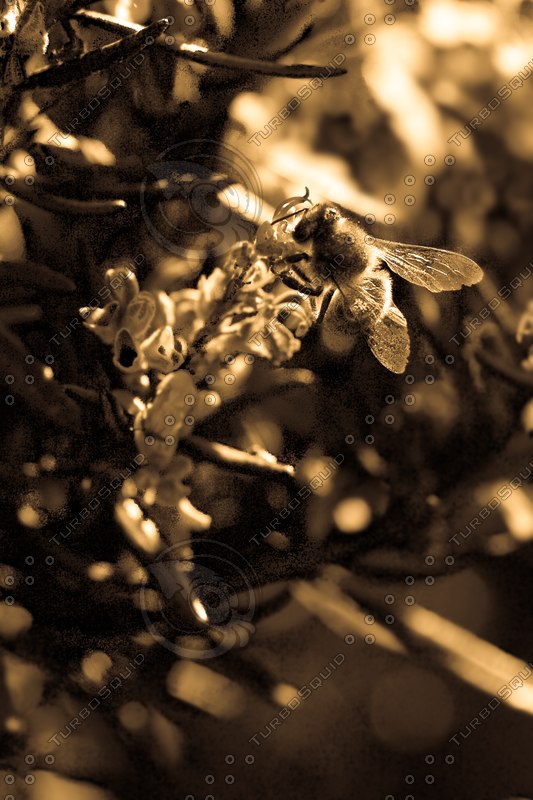 Stock Windows Bitmap bee honey insect