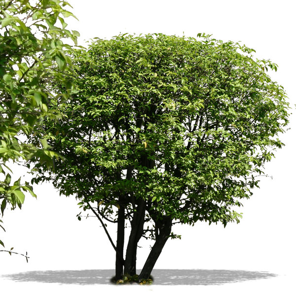 Texture Photoshop bush bushes architectural