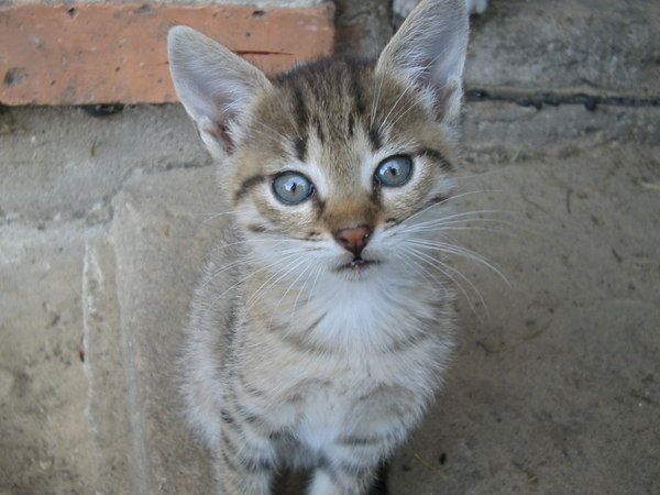 Stock JPEG cat animal animals