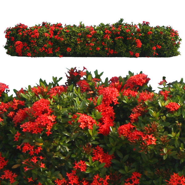 Texture Photoshop flowers planter architecture