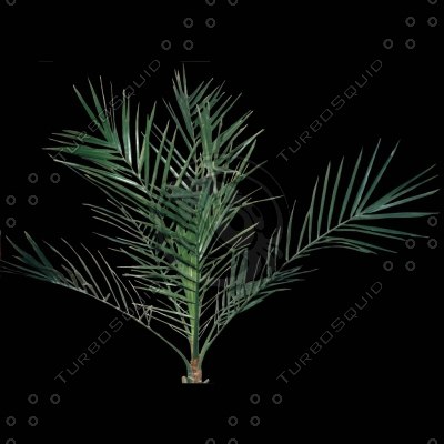 Texture Windows Bitmap palma nature tree