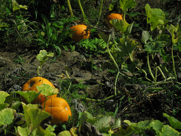Stock JPEG pumpkin free photo