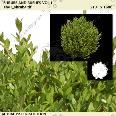 Texture TIFF shrub bush landscape