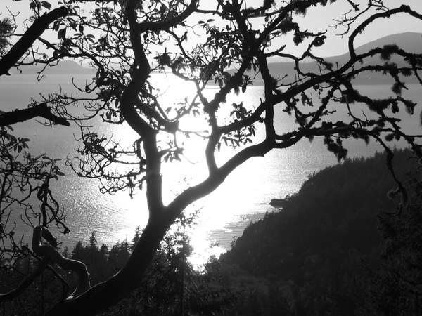 Stock JPEG tree photo free