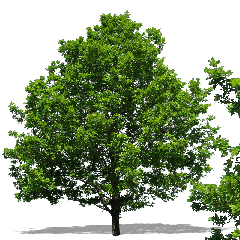 Texture Photoshop tree trees branch