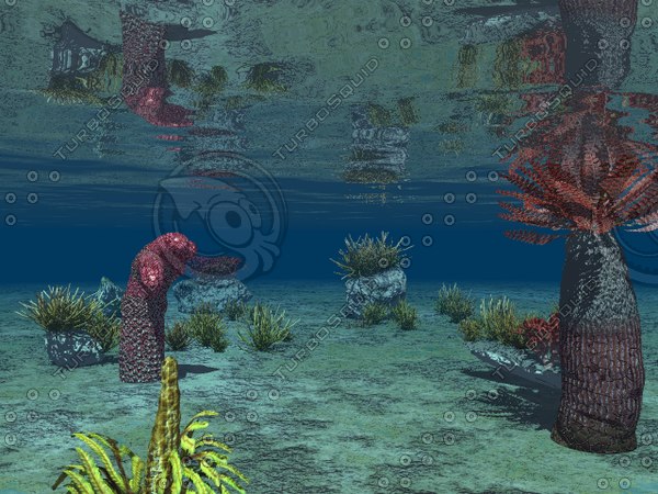 Stock Windows Bitmap Underwater water tropical