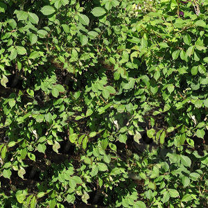 Texture JPEG green plants vegitation