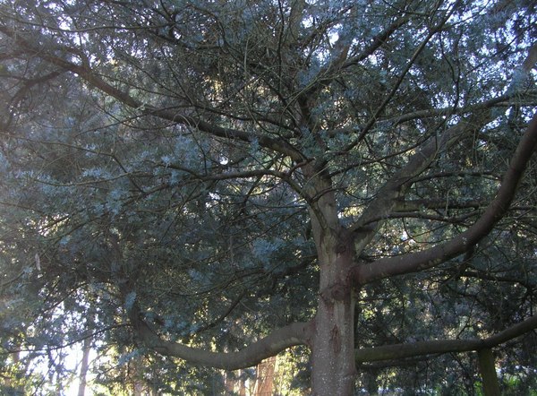 Stock JPEG wattle tree trees