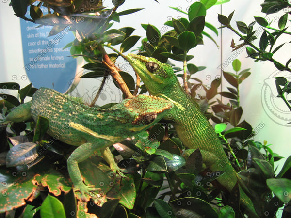 Stock JPEG lizard aquarium scales