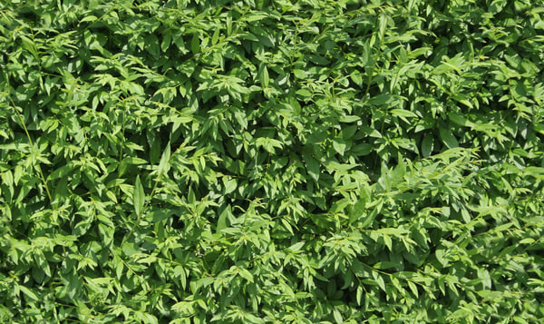 Texture JPEG Free Bush Leaves