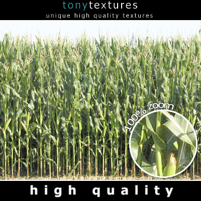 Texture JPEG corn cornfield field