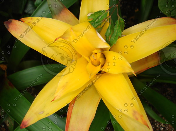 Stock JPEG flower nature high