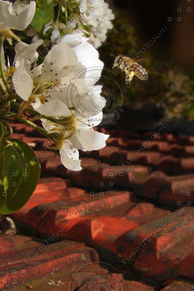 Stock Windows Bitmap bee flight flower