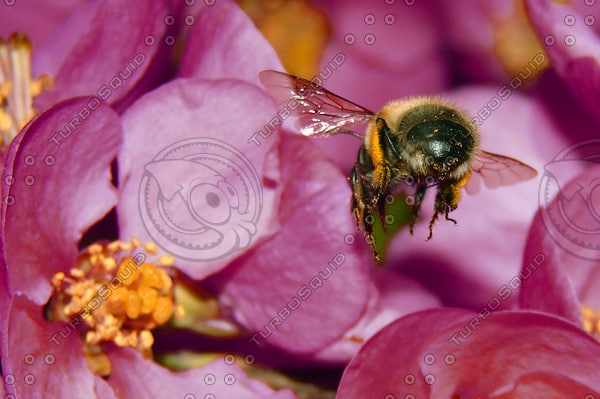 Stock Windows Bitmap bumblebee bee insect