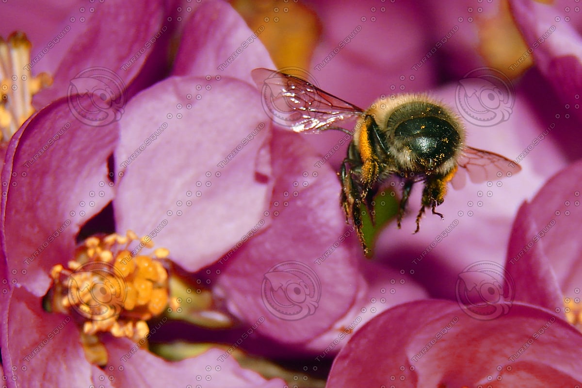 Stock Windows Bitmap bumblebee bee insect