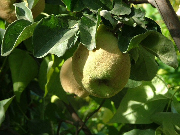 Stock JPEG quince autumn fall