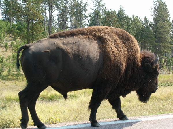 Stock JPEG buffalo