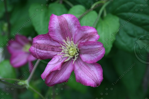 Stock JPEG Climatis Flowers Plants