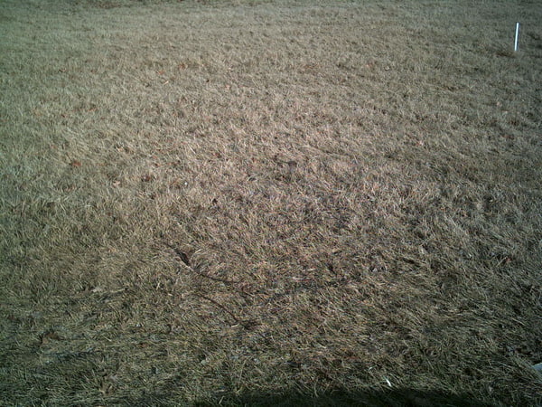 Texture JPEG grass autumn fall