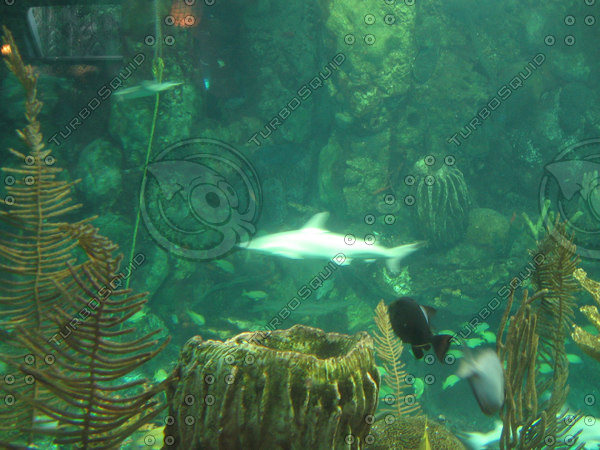 Stock JPEG aquarium shark lizard