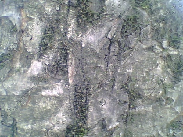 Texture Windows Bitmap Bark Tree Forest