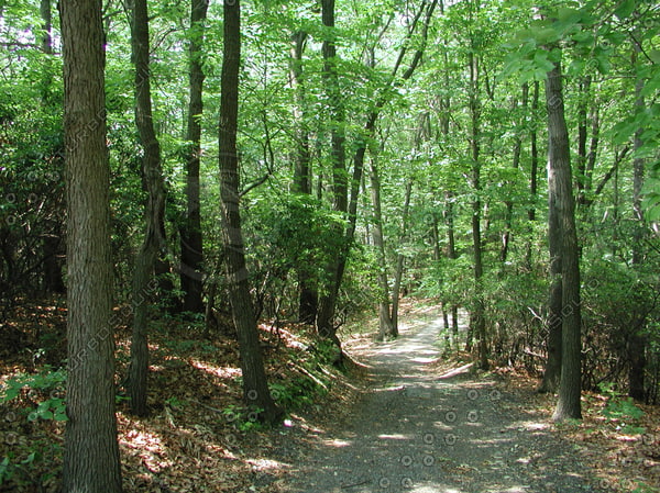 Stock JPEG woods forrest forest