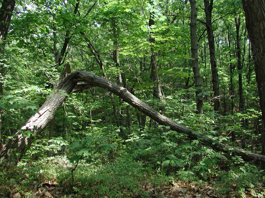 Stock JPEG woods forrest forest