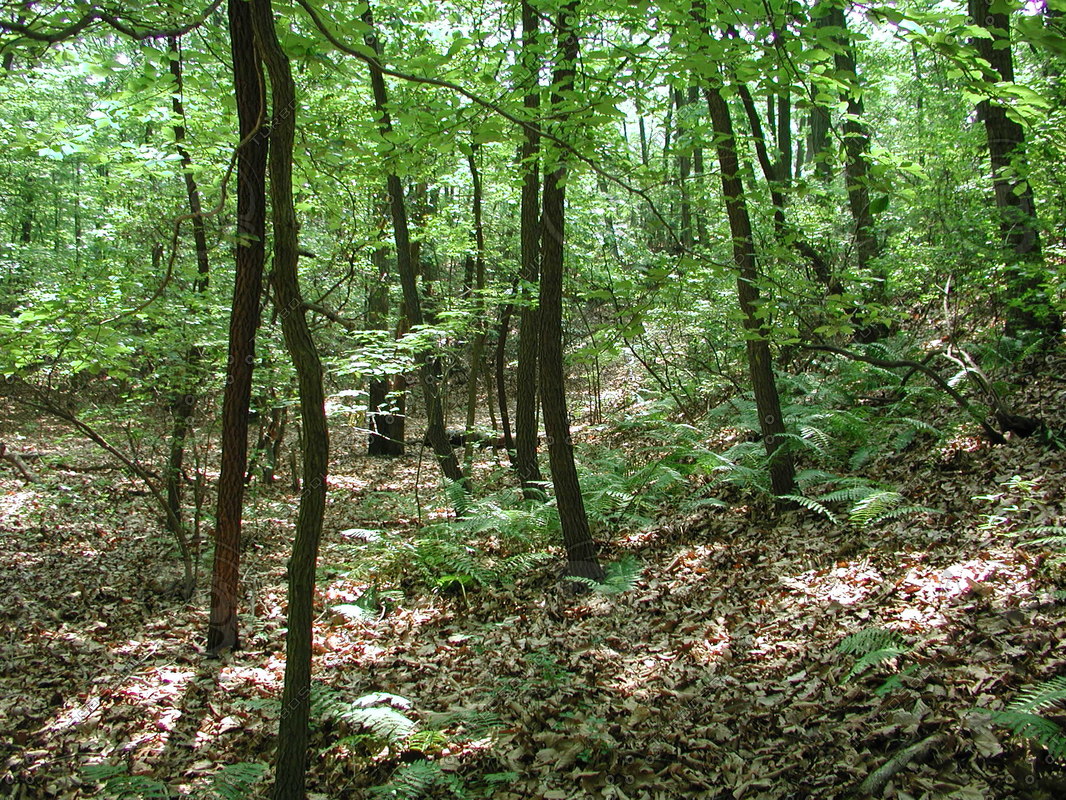 Stock JPEG woods forrest forest