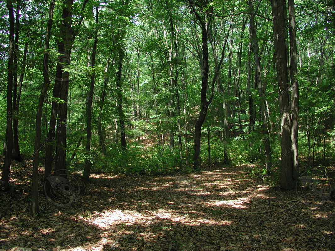 Stock JPEG woods forrest forest