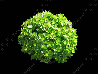 Texture TIFF shrub bush landscape