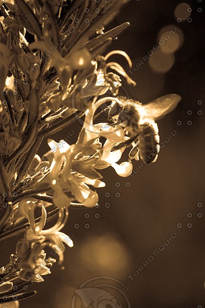 Stock Windows Bitmap bee insect honey