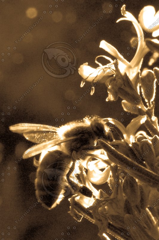 Stock Windows Bitmap bee flower honey