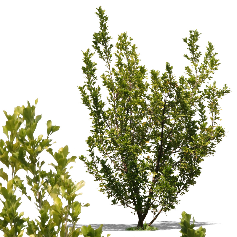 Texture Photoshop bush bushes tree